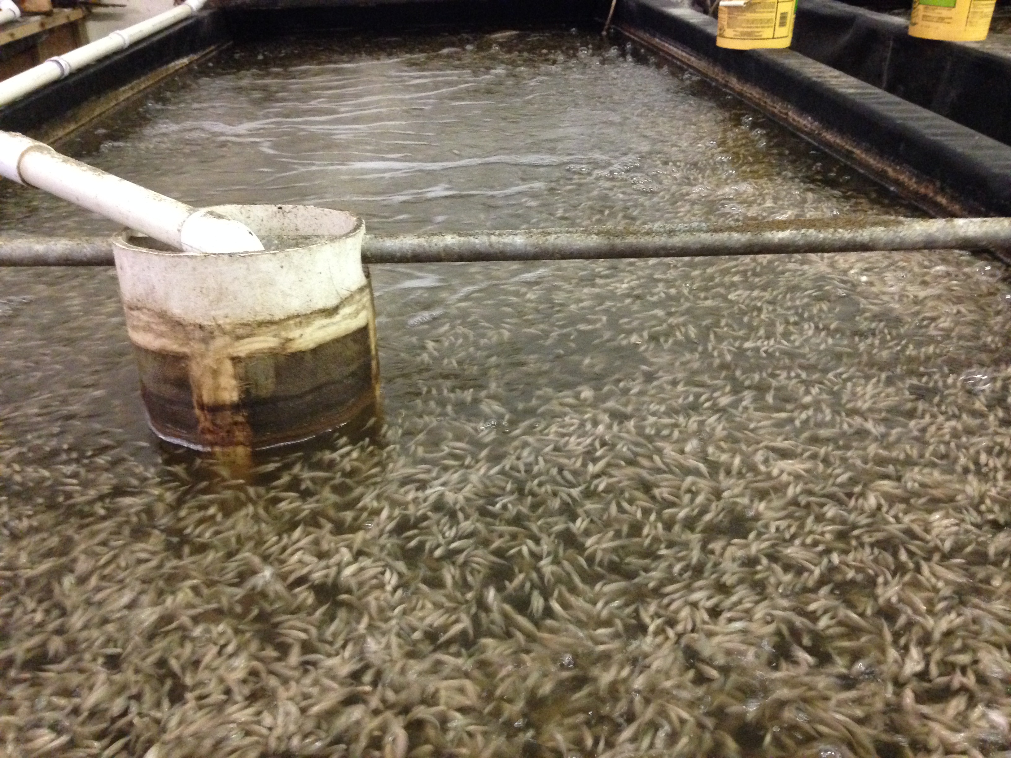 The Future of Virginia Fisheries: Growing Our Own in the Blue Ridge ...