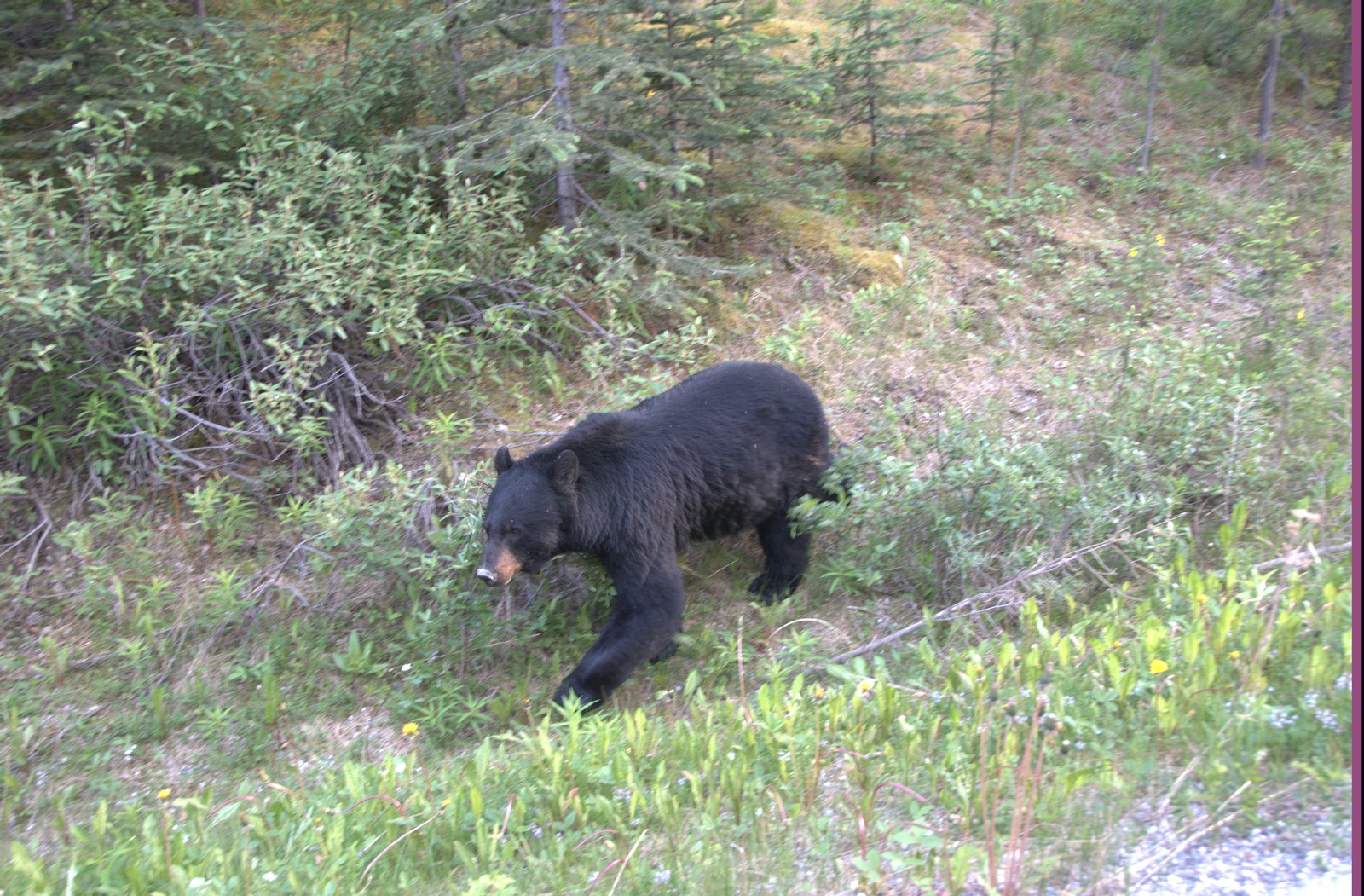 Wildlife Center of Virginia Testing New Treatment for Bears | Virginia ...